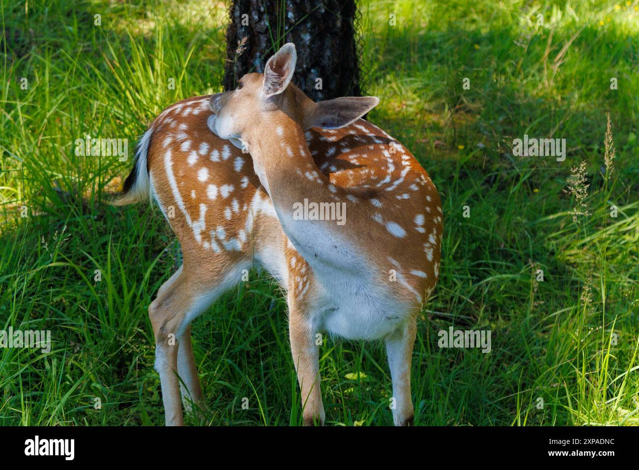 A deer and fawns in a forest in a park on a summer day Stock Photo - Alamy