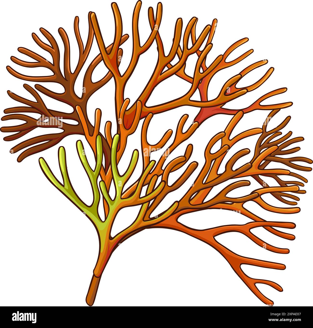 Sea Moss Plant Colored Detailed Illustration Stock Vector Image & Art ...