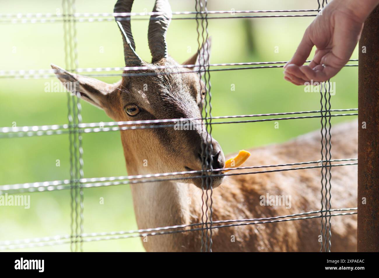 Roe deer in zoo enclosure hi-res stock photography and images - Alamy