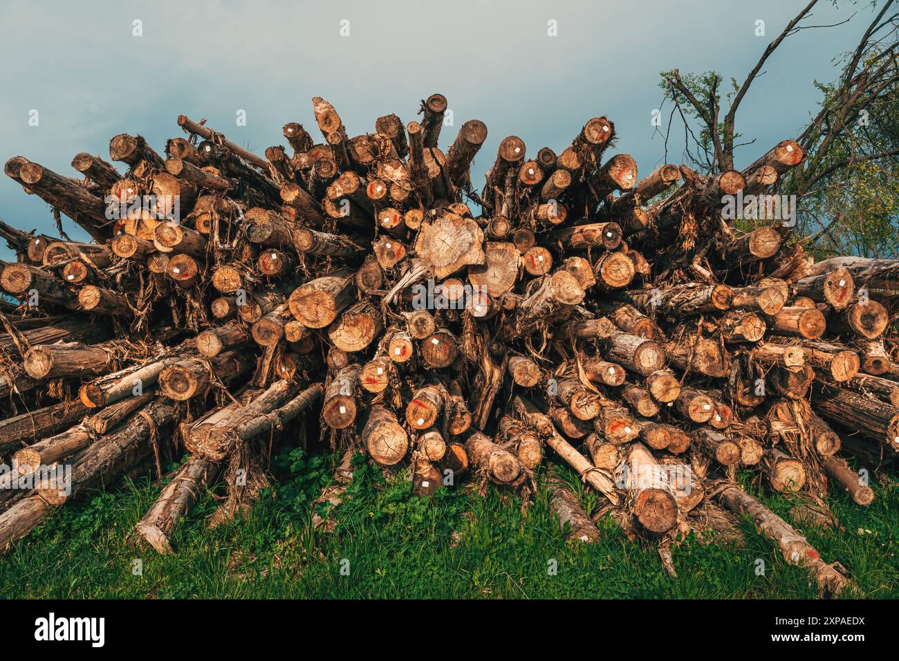 Lumber and timber wood industry, cut down fallen tree trunks stacked ...