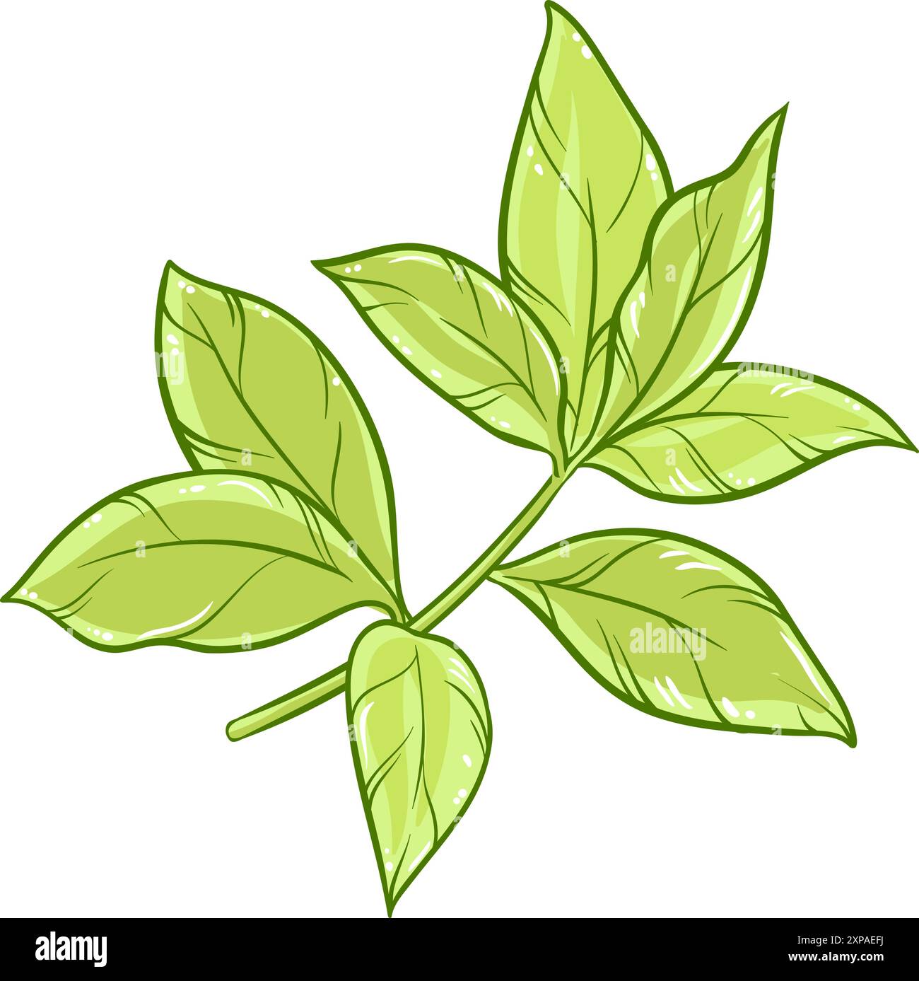 Tea Leaves Colored Detailed Illustration Stock Vector Image & Art - Alamy