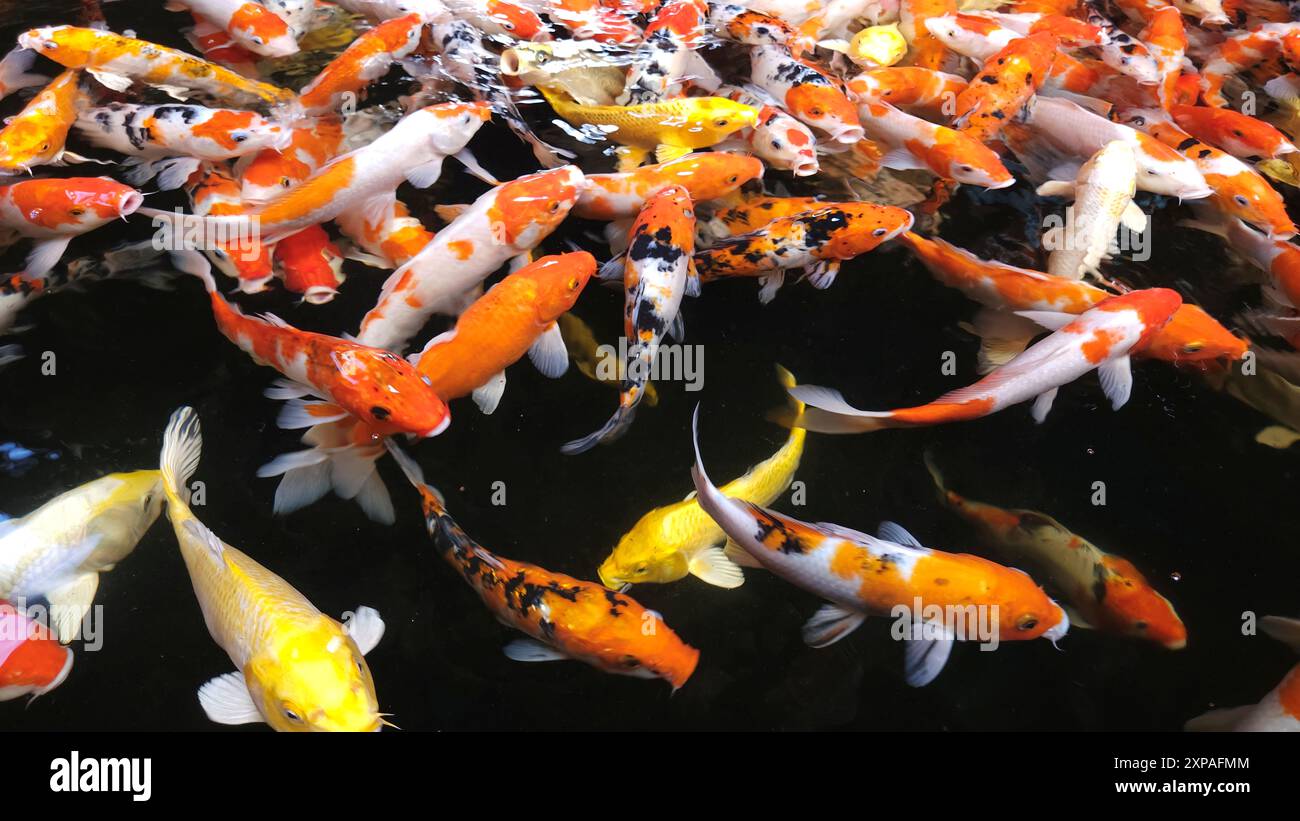 Life under water. Close-up of colorful koi fish or Japanese koi carp in ...
