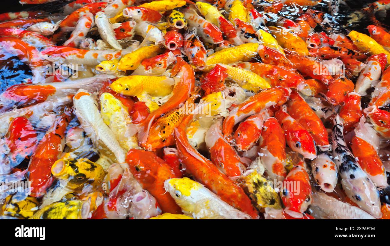 Top view of colorful Koi fish or Japanese Koi carp swimming freely in ...
