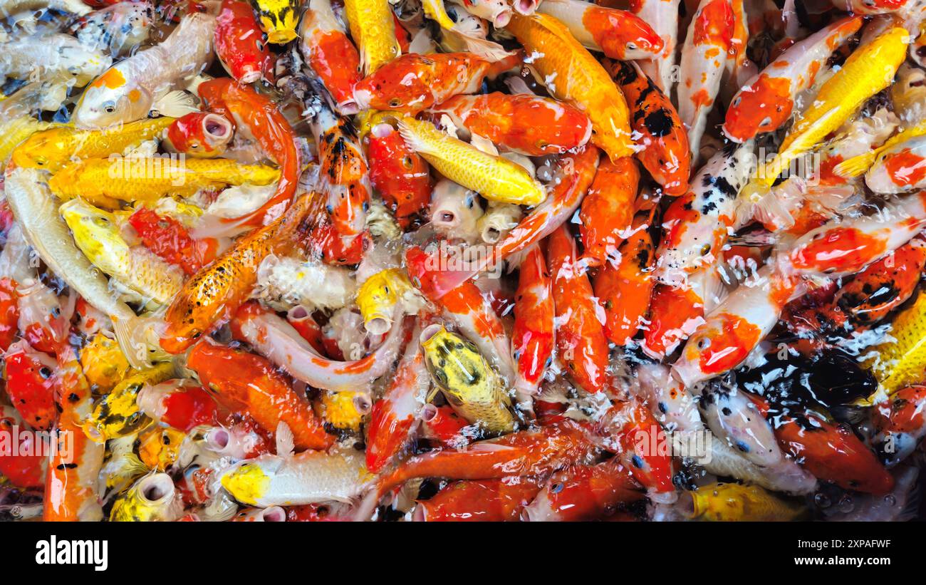 Top view of colorful Koi fish or Japanese Koi carp swimming freely in ...