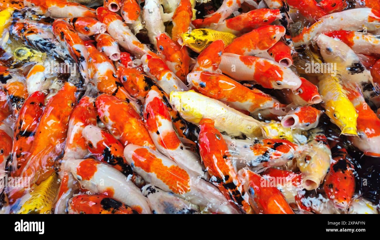 Top view of colorful Koi fish or Japanese Koi carp swimming freely in ...