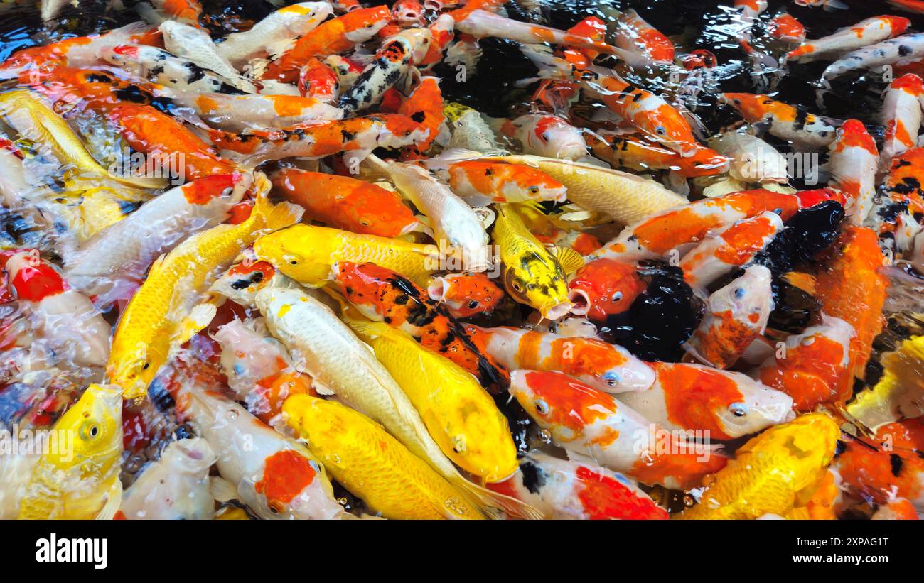 Top view of colorful Koi fish or Japanese Koi carp swimming freely in ...