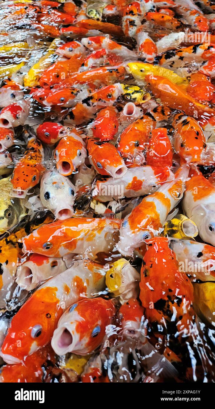 Top view of colorful Koi fish or Japanese Koi carp swimming freely in ...