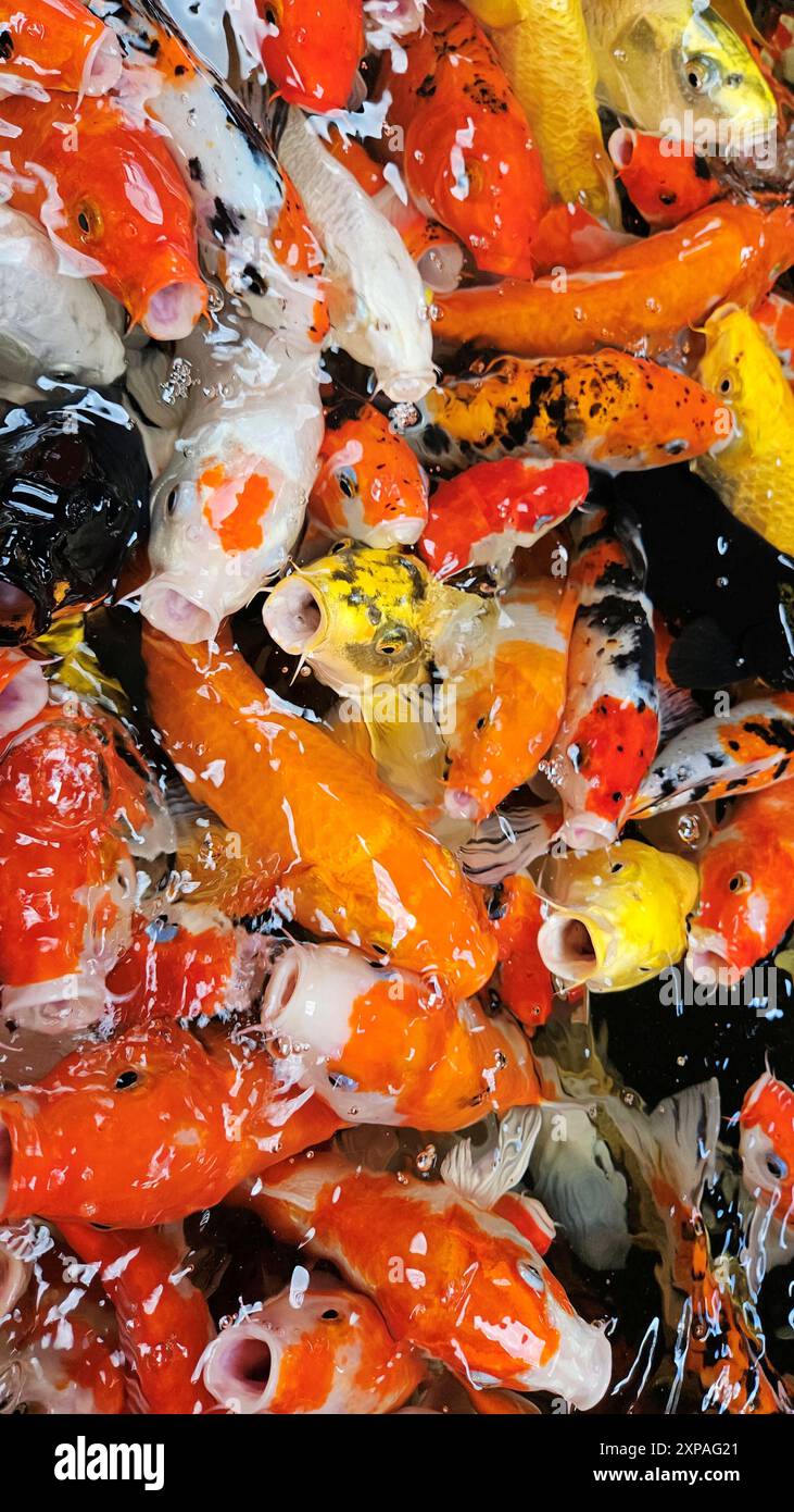 Top view of colorful Koi fish or Japanese Koi carp swimming freely in ...