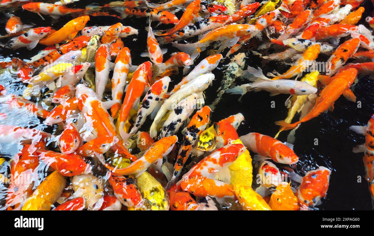 Top view of colorful Koi fish or Japanese Koi carp swimming freely in the healthy pond. Koi open ...