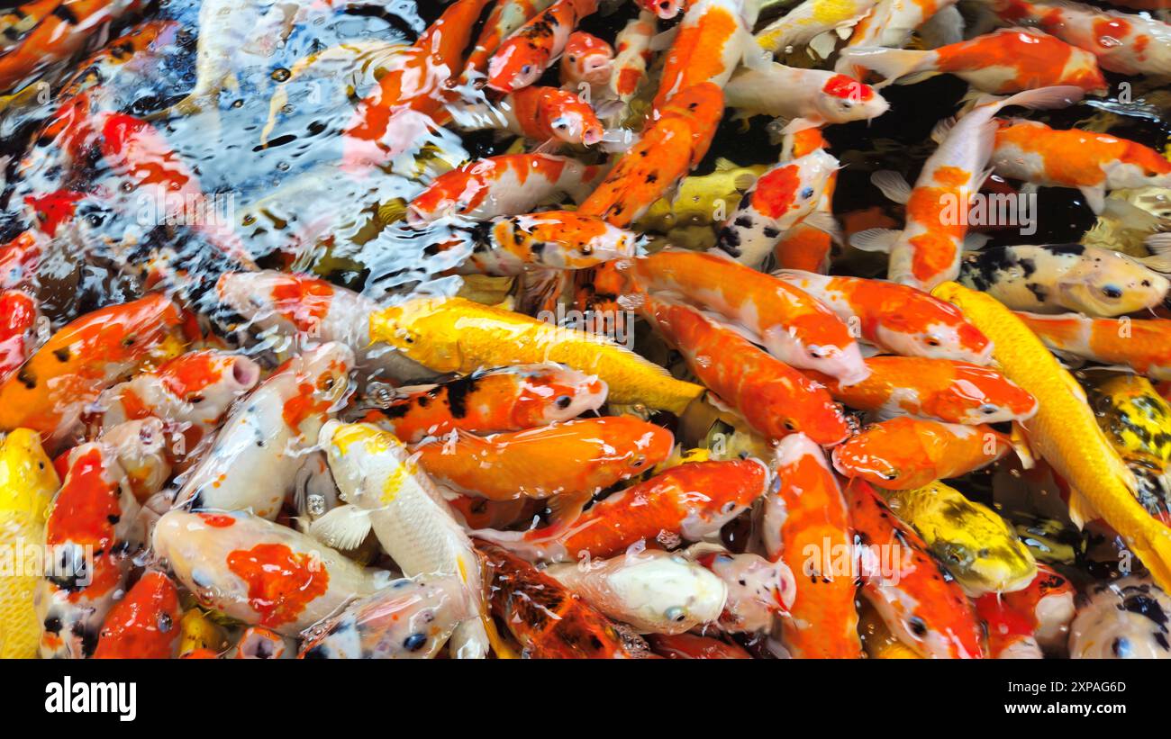 Top view of colorful Koi fish or Japanese Koi carp swimming freely in ...