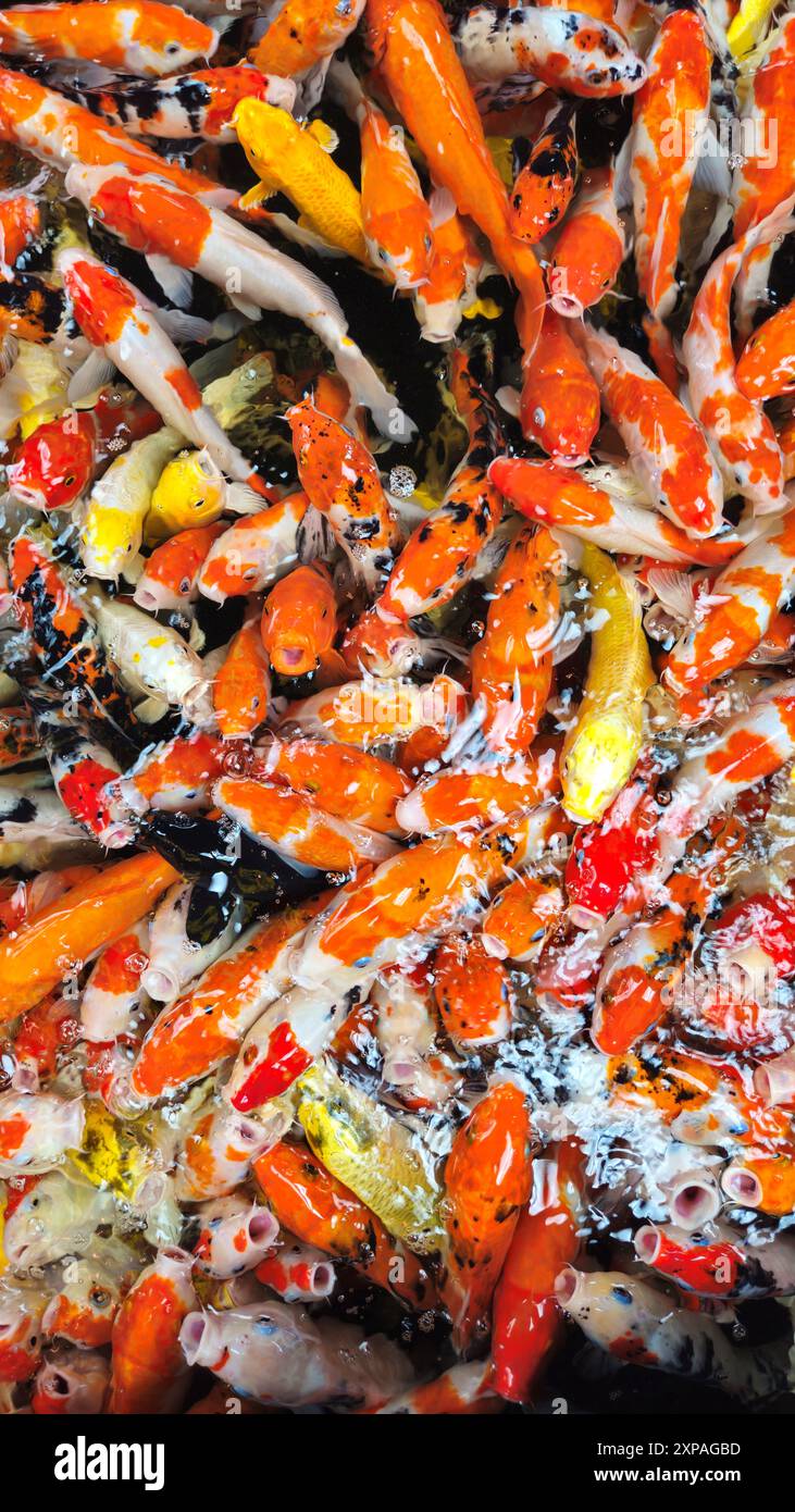 Top view of colorful Koi fish or Japanese Koi carp swimming freely in ...