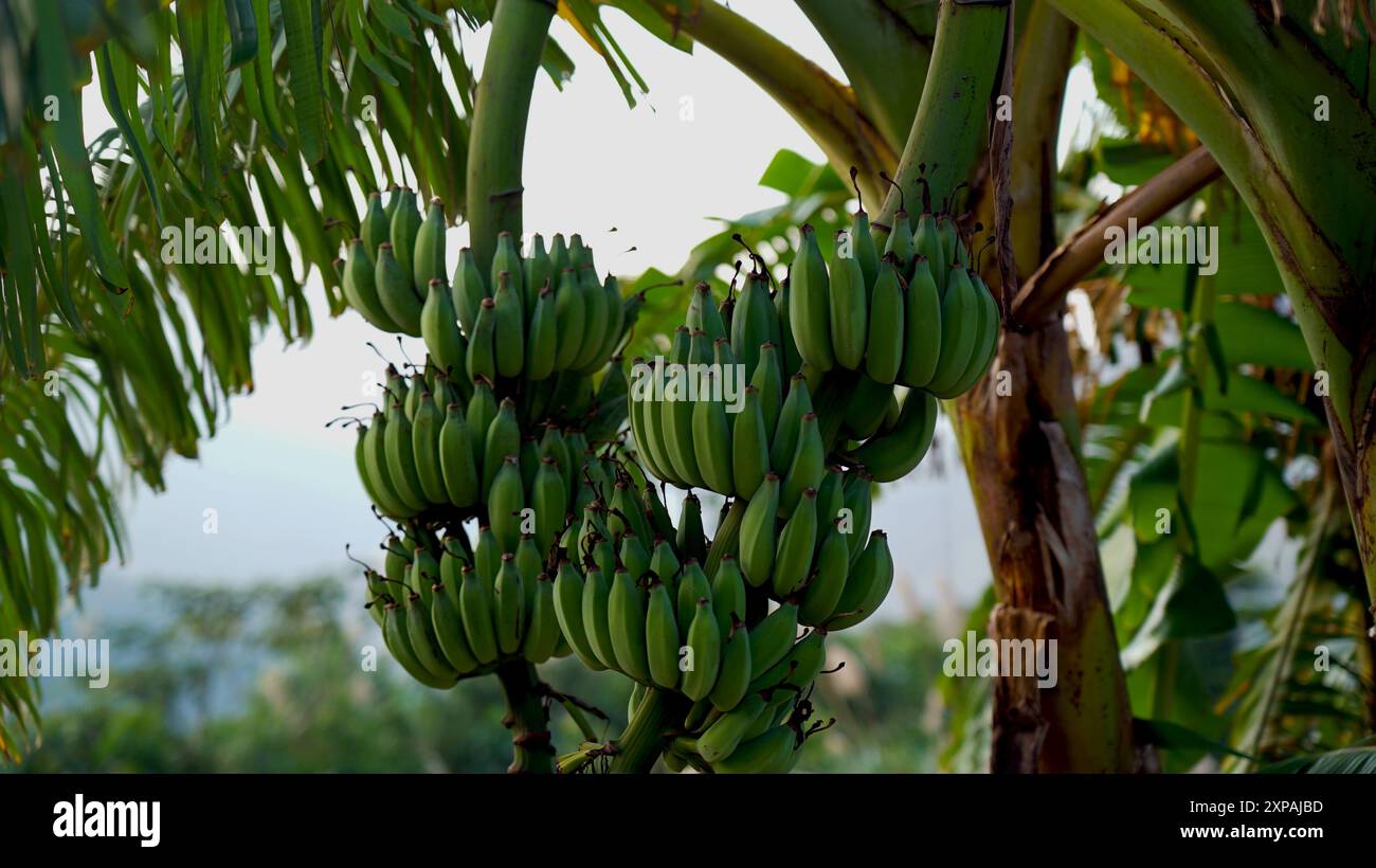 Banana tree with a cluster of unripe bananas. background of banana ...