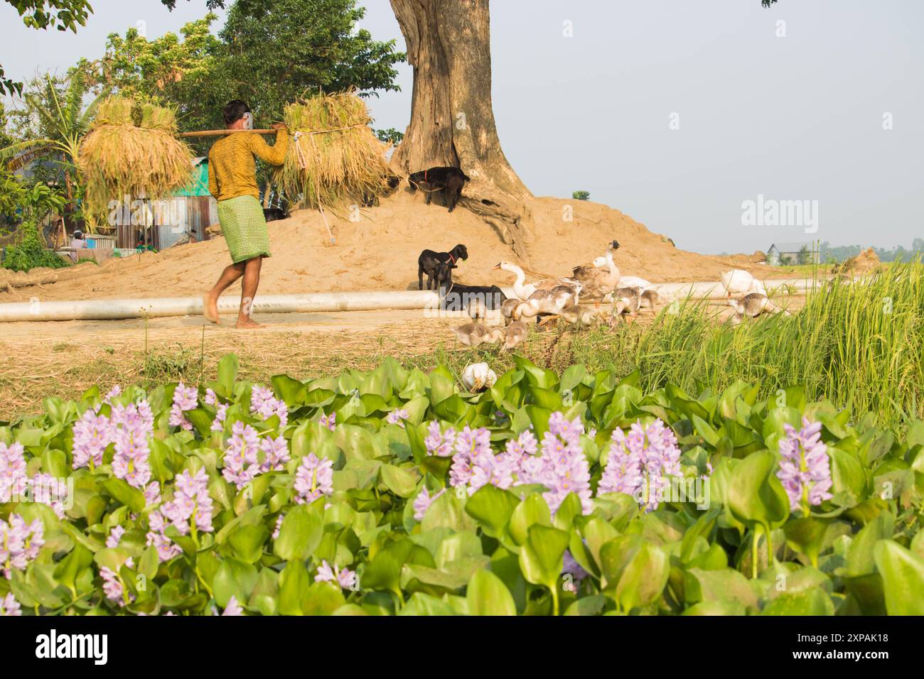 Brahmanbaria,Bangladesh -April ‎22, ‎2024 :The farmer is returning home with a load of bales of ...