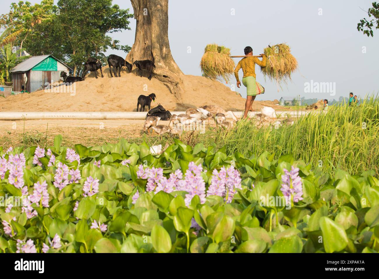 Brahmanbaria,Bangladesh -April ‎22, ‎2024 :The farmer is returning home with a load of bales of ...