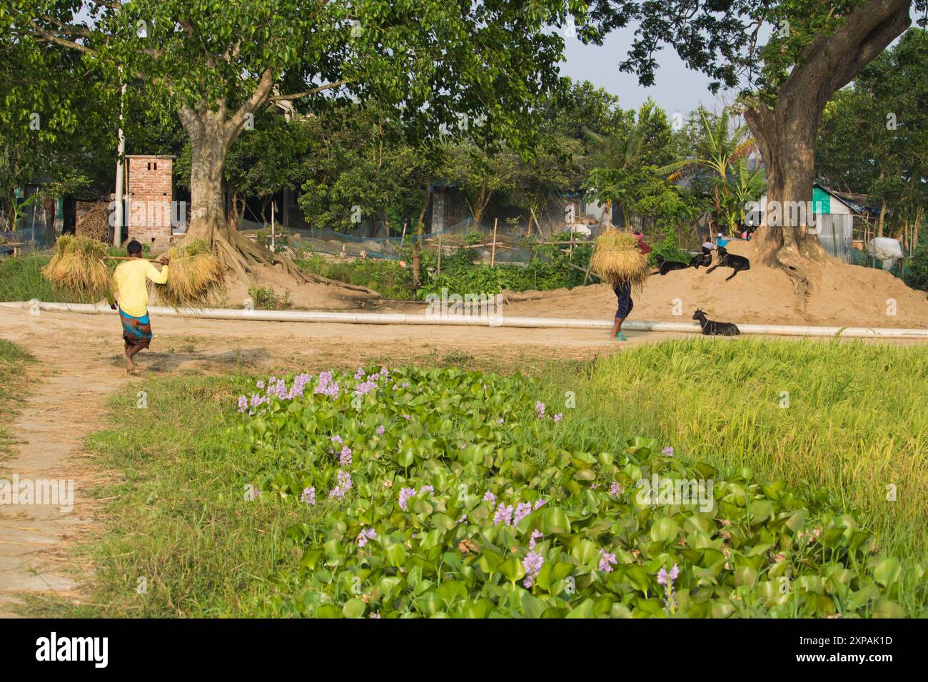 Brahmanbaria,Bangladesh -April ‎22, ‎2024 :The farmer is returning home ...