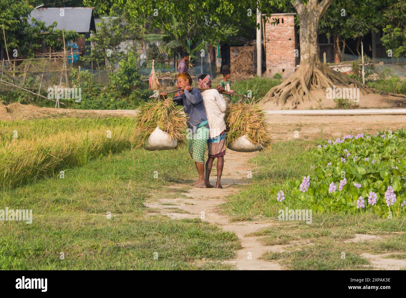 Rice field on rice paddy green color lush growing is a agriculture ...