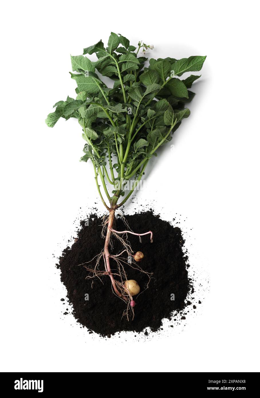 Potato plant with tubers and soil isolated on white, top view Stock ...