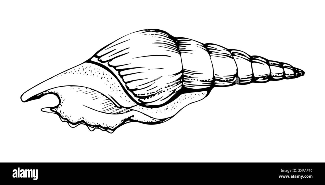 Marine life, sea ocean underwater creatures fish, shells algae seaweed ...