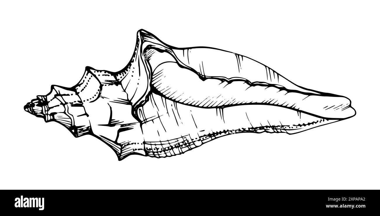 Marine life, sea ocean underwater creatures fish, shells algae seaweed ...