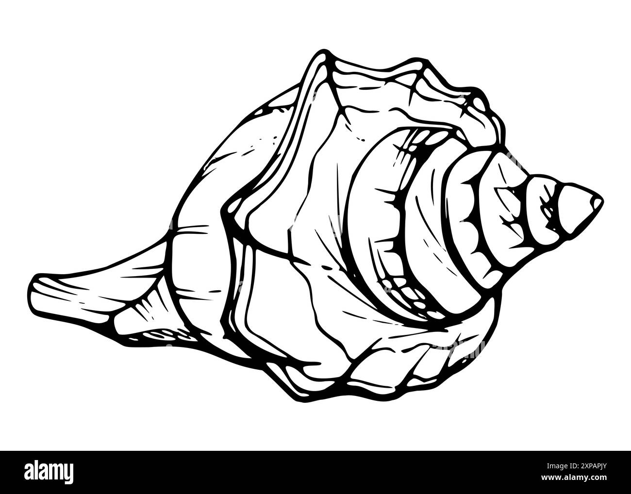 Marine life, sea ocean underwater creatures fish, shells algae seaweed ...