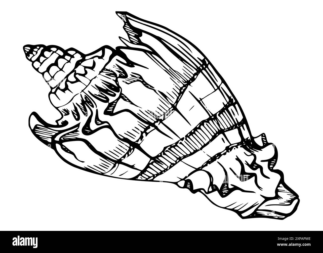 Marine life, sea ocean underwater creatures fish, shells algae seaweed ...