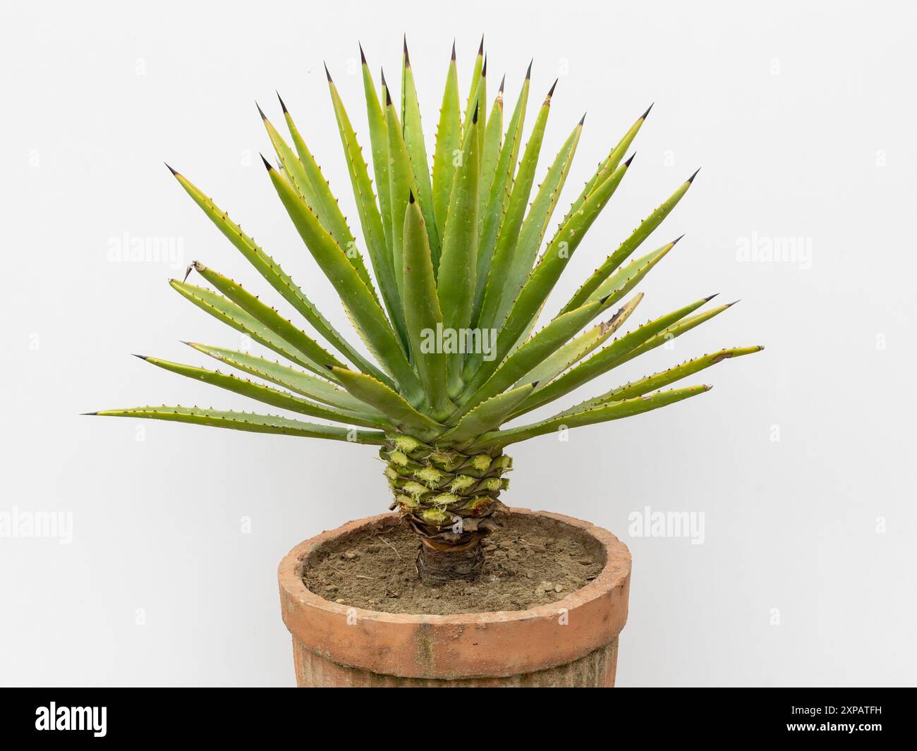 Agave Ddecipiens False Sisal aka Florida Agave isolated on White ...