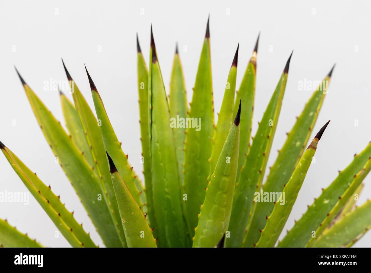 Agave decipiens plant sharp pointer leaves closeup on white isolated ...