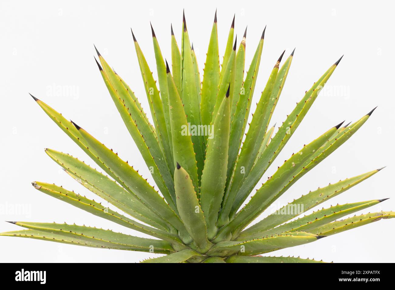 Agave decipiens with Shape Points of the leaves Closeup. Selective ...