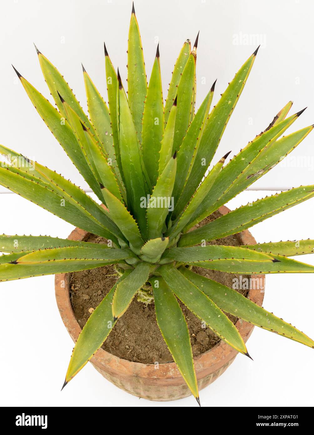 Agave decipiens plant on white isolated background Stock Photo - Alamy