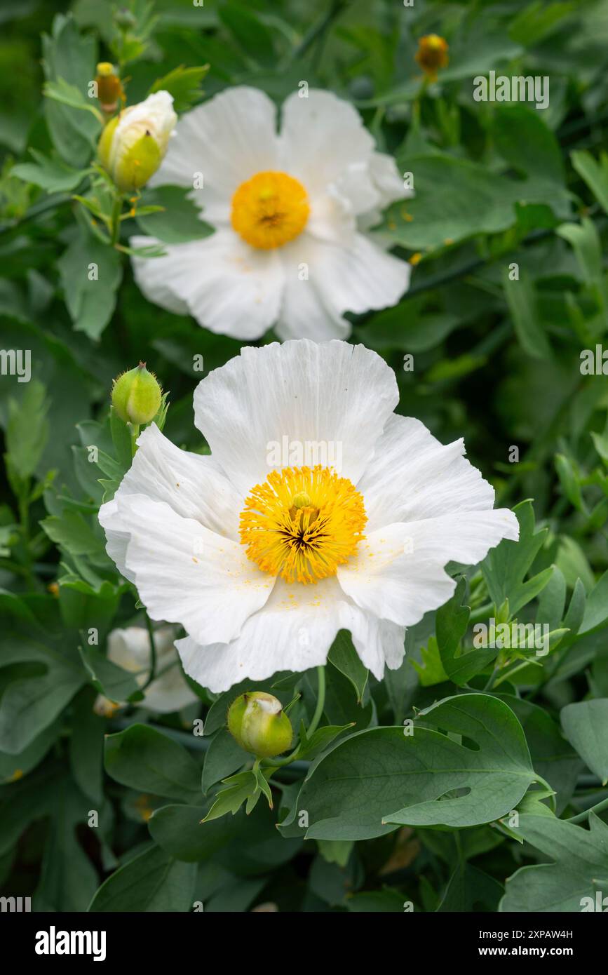 Romneya Coulteri flowering in summer. A tall woody perennial also known ...
