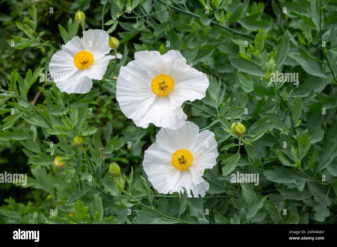 Romneya Coulteri flowering in summer. A tall woody perennial also known ...