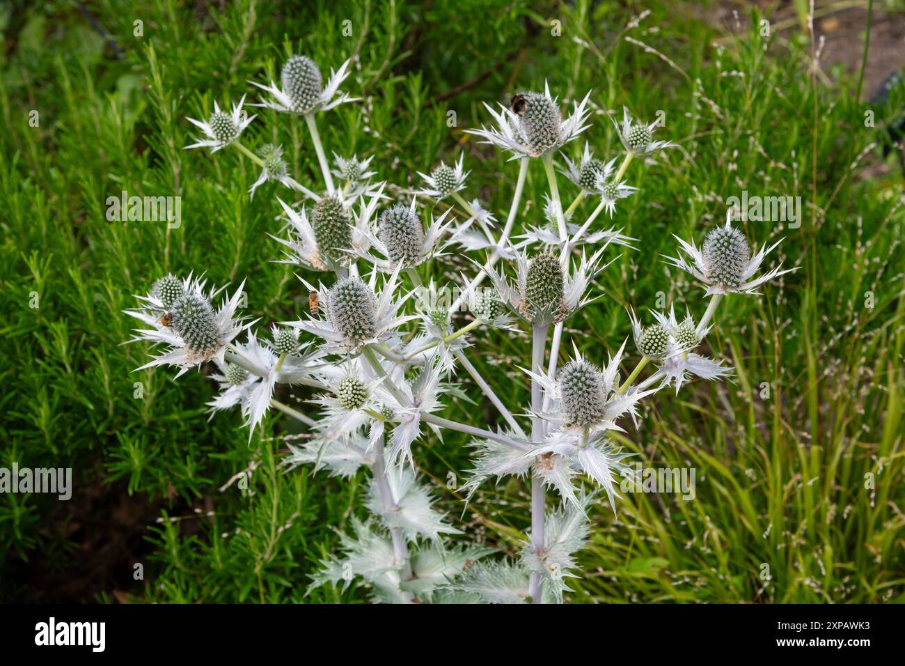 Eryngium plant in flower in an English garden in summer. A Sea Holly ...