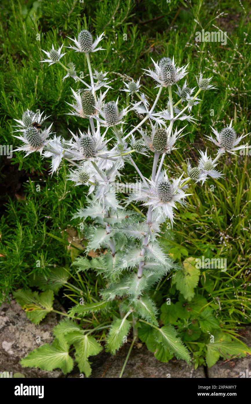 Eryngium plant in flower in an English garden in summer. A Sea Holly ...