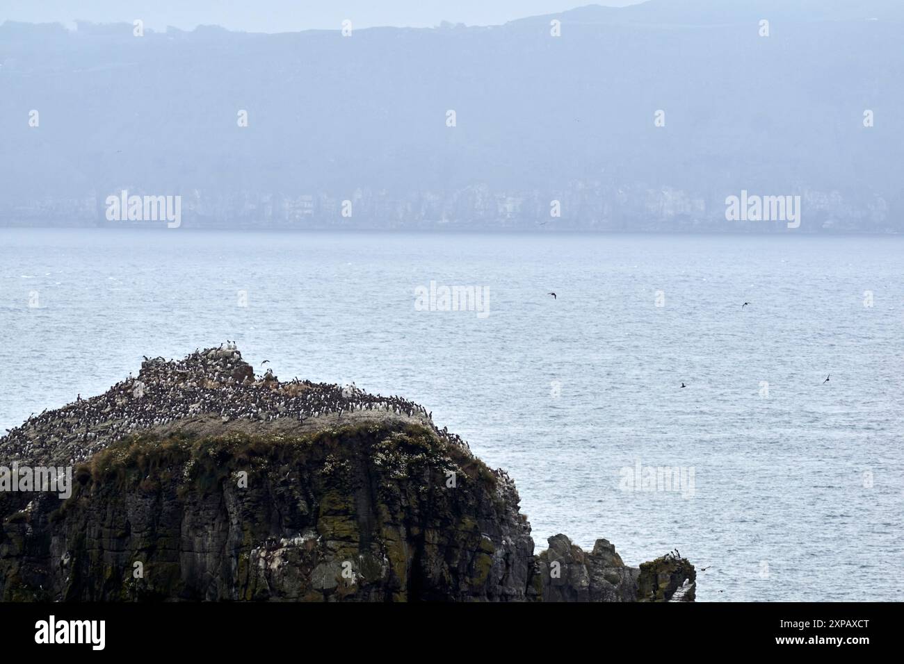 Rathlin island seabirds hi-res stock photography and images - Alamy