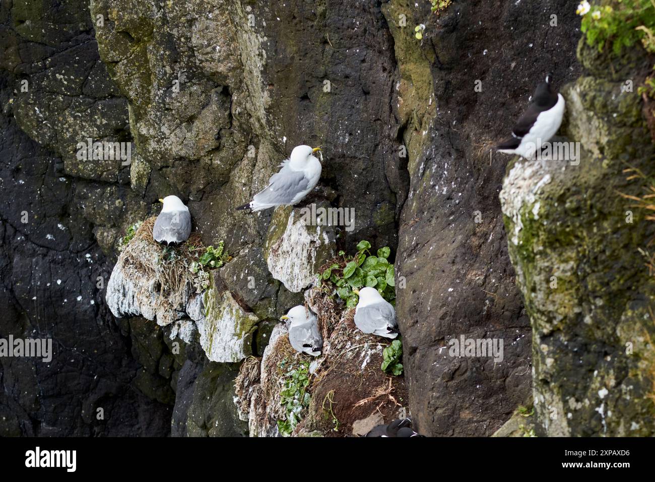 nesting kittiwake and razorbill seabirds on cliff face kebble and ...