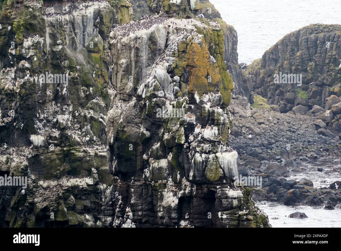 nesting razorbill seabirds on cliff face kebble and kinramer nature ...