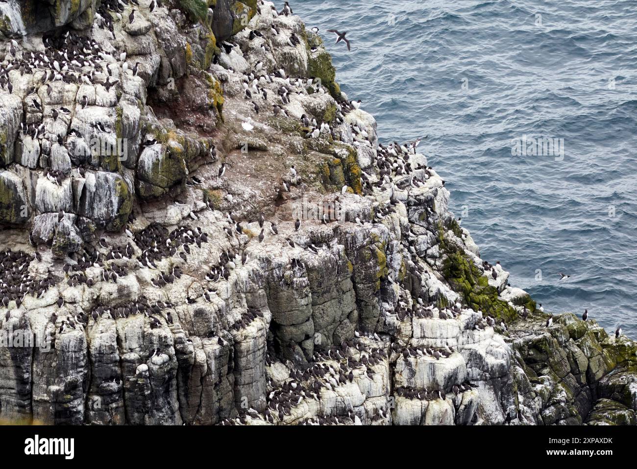 nesting razorbill seabirds on cliff face kebble and kinramer nature ...