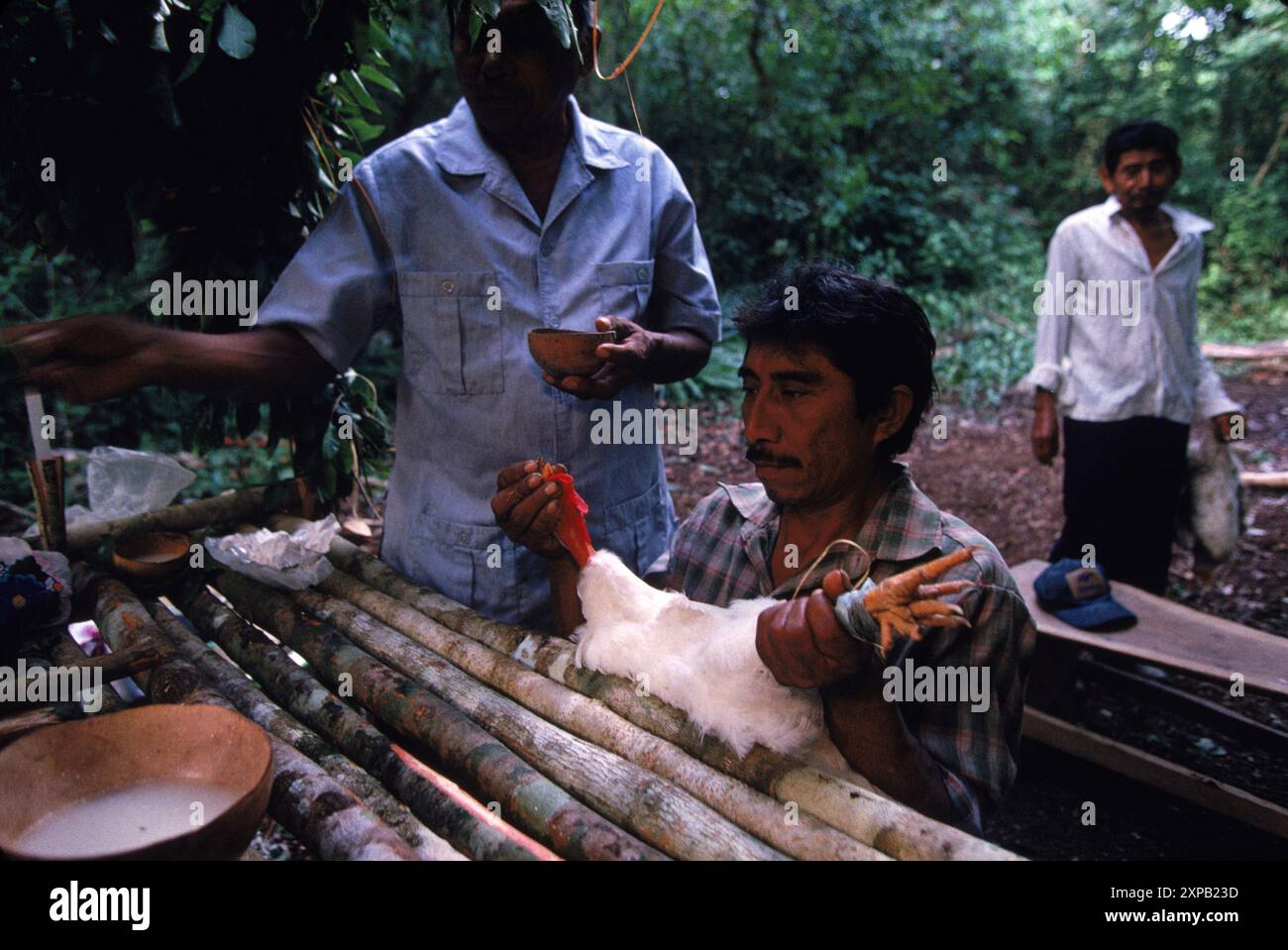 Men prepare for a rain ceremony in Yodznot, Yucatan, Mexico Stock Photo ...
