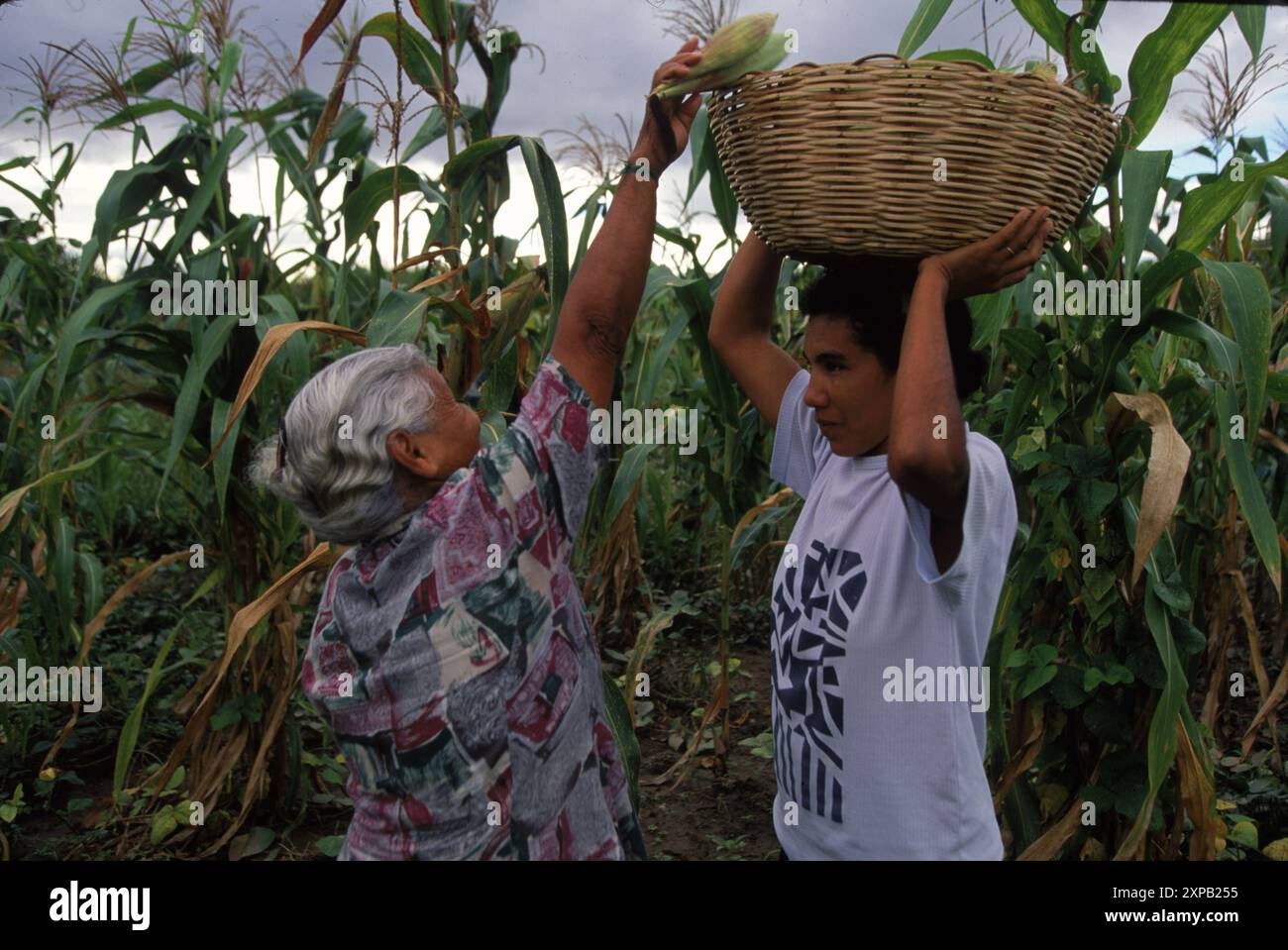 A woman farmer helps her daughter harvest corn in Brazil Stock Photo ...