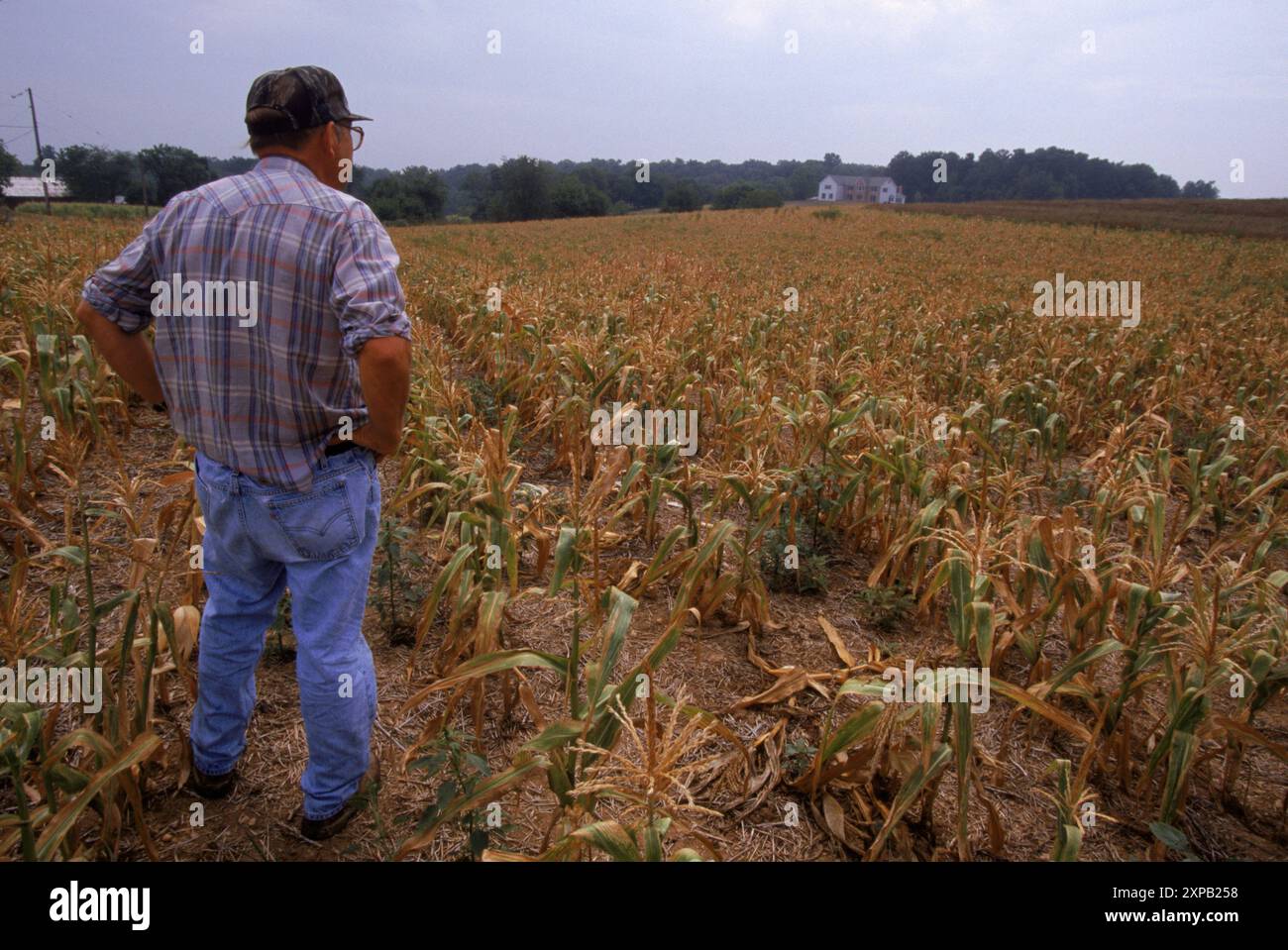 A farmer, looks at the total loss of his sweet corn crop due to lack of ...