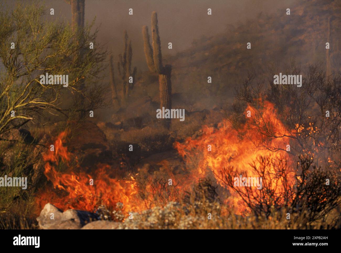 Desert Fire burns Stock Photo - Alamy
