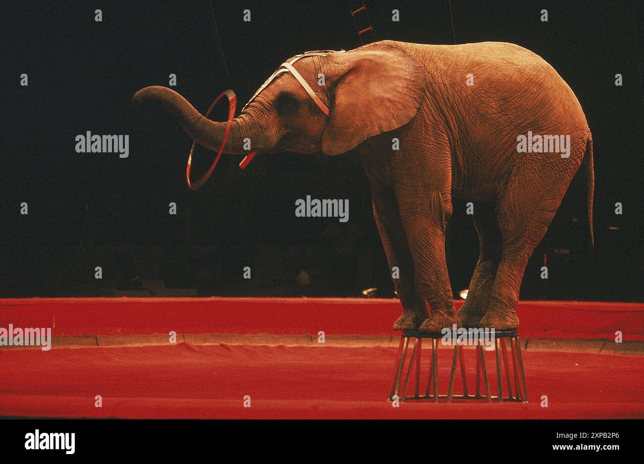 Elephant performing at a circus Stock Photo - Alamy