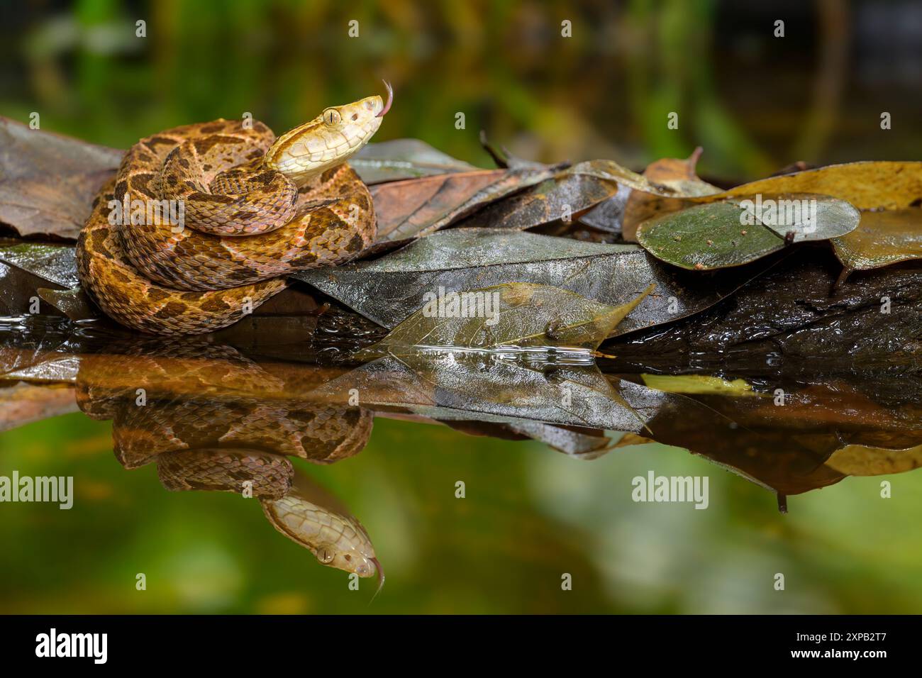 Pit viper snake hatching hi-res stock photography and images - Alamy