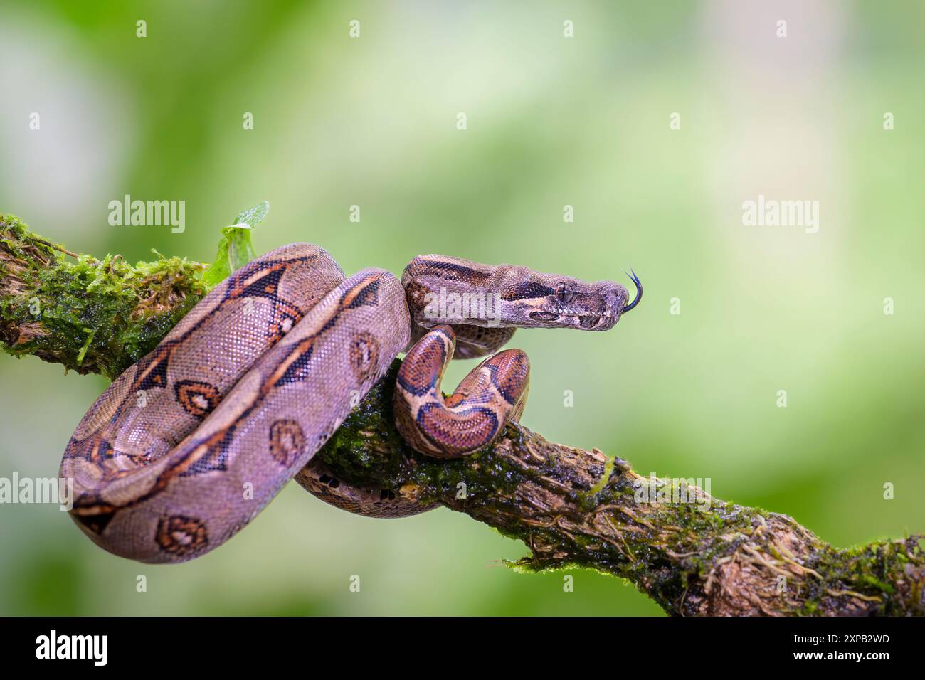 Boa Constrictor (Boa constrictor) portrait, coiled on branch tasting ...
