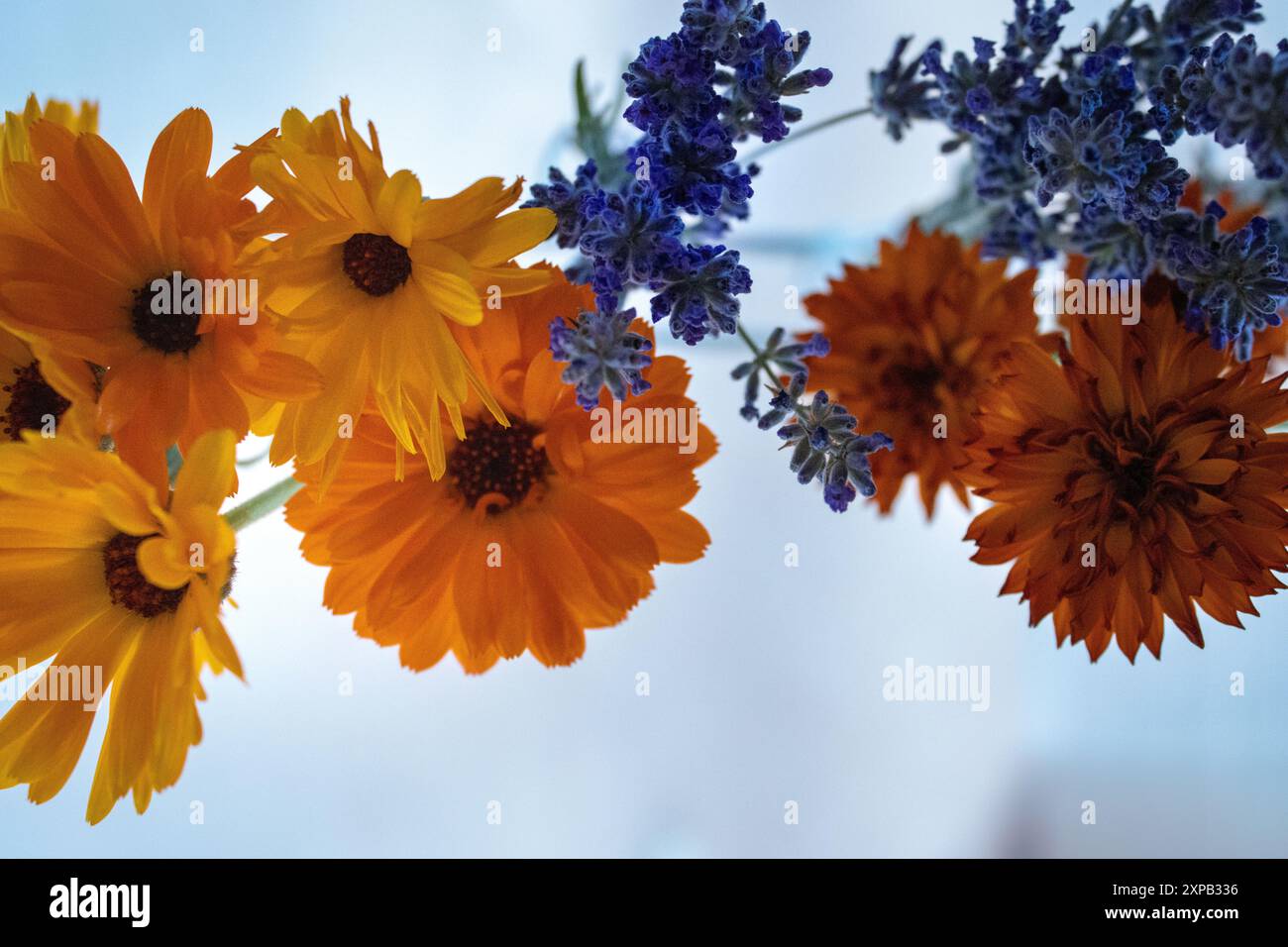 Lavender and calendula flowers drying against a soft background Stock ...
