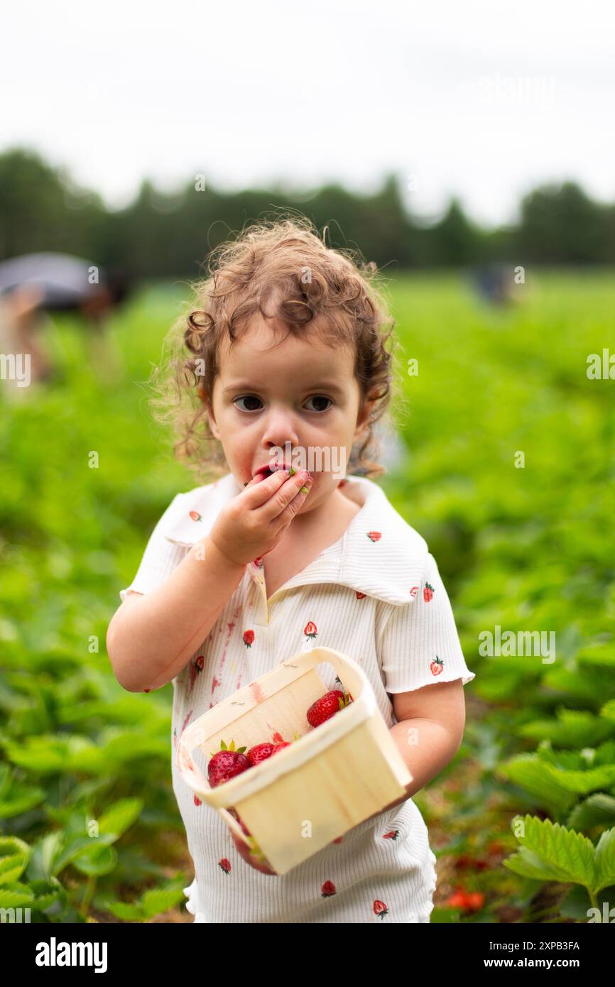 Toddler girl eating strawberries in field Stock Photo - Alamy