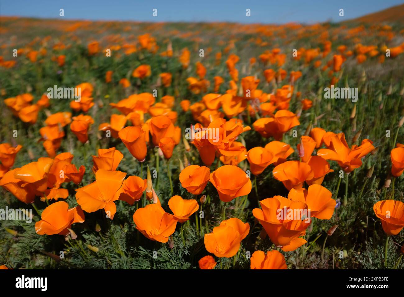California poppy closeup hi-res stock photography and images - Alamy