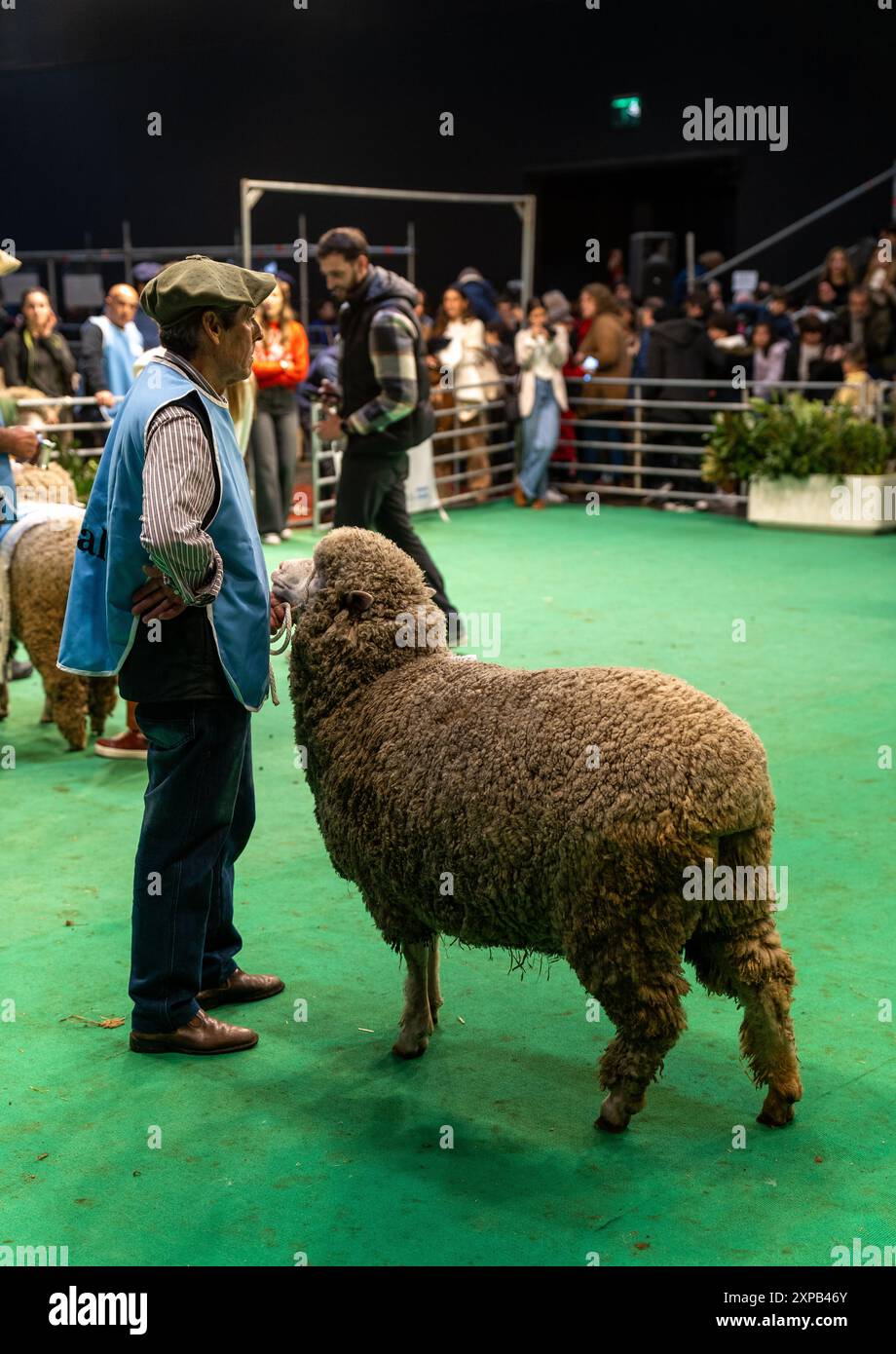 Sheep exhibition hi-res stock photography and images - Alamy