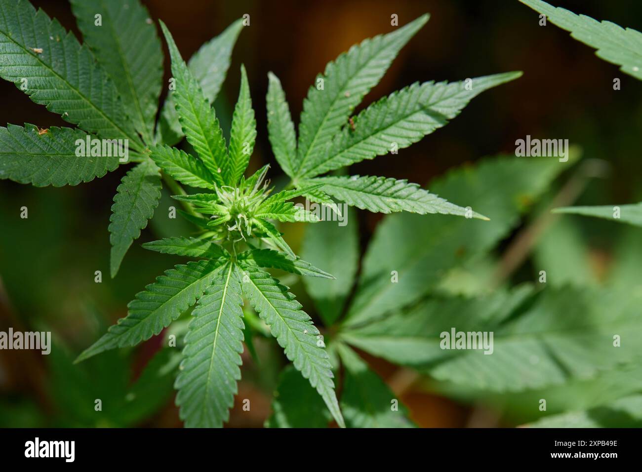 Closeup cannabis tree sativa hi-res stock photography and images - Alamy