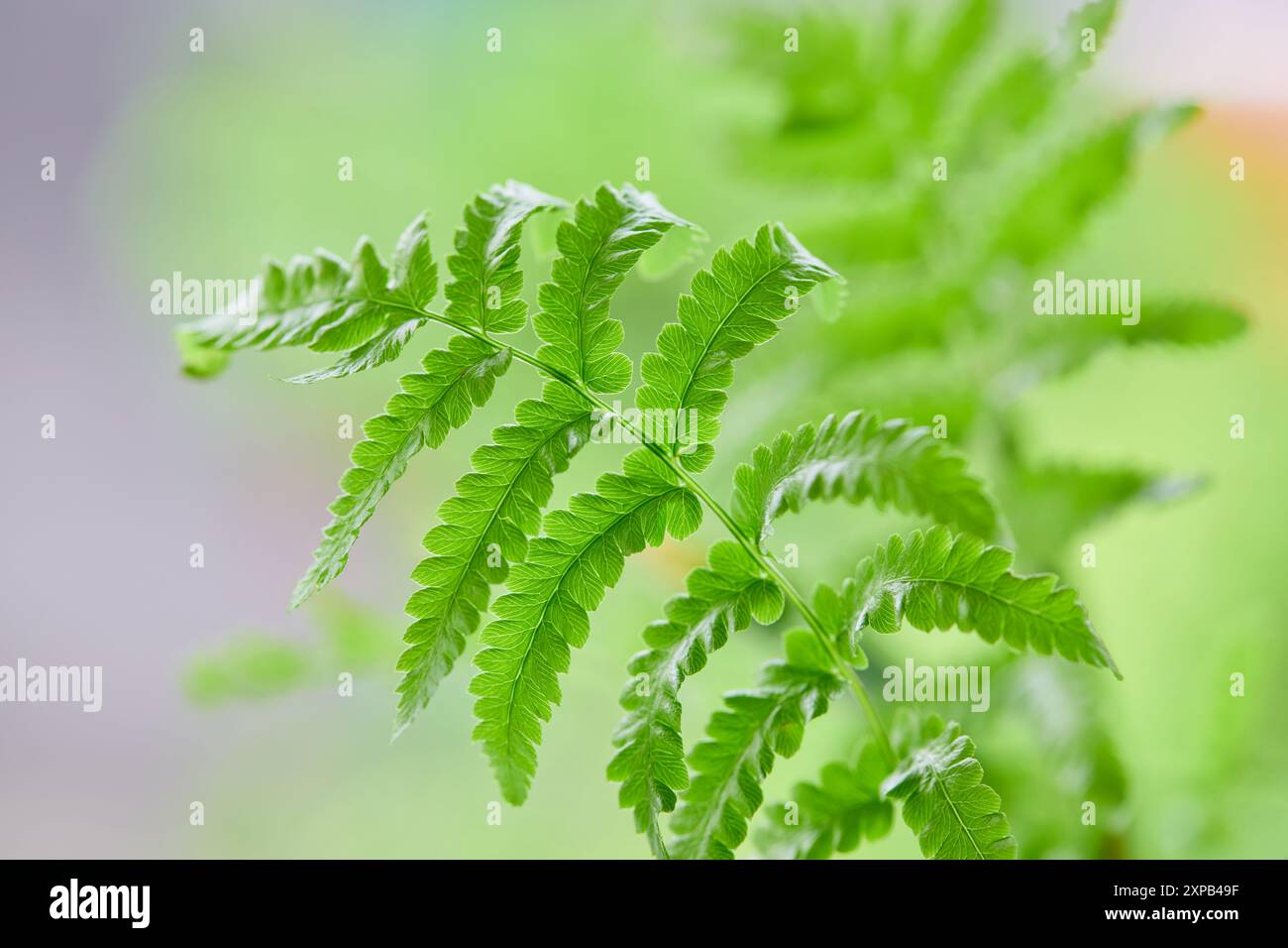Forest fern leaf texture hi-res stock photography and images - Alamy